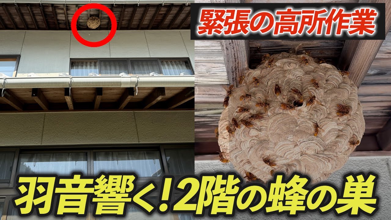 【緊張の瞬間】2階の軒下で巨大蜂の巣を駆除する一部始終 - YouTube