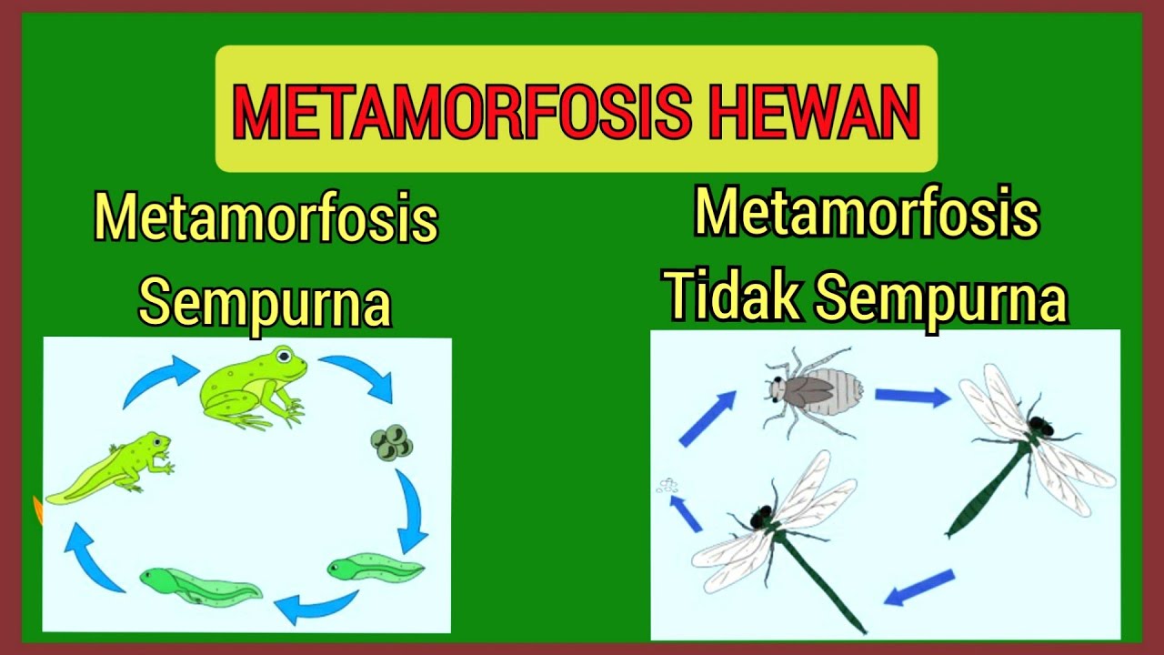 Pengertian Contoh Metamorfosis Sempurna Dan Tidak Sem