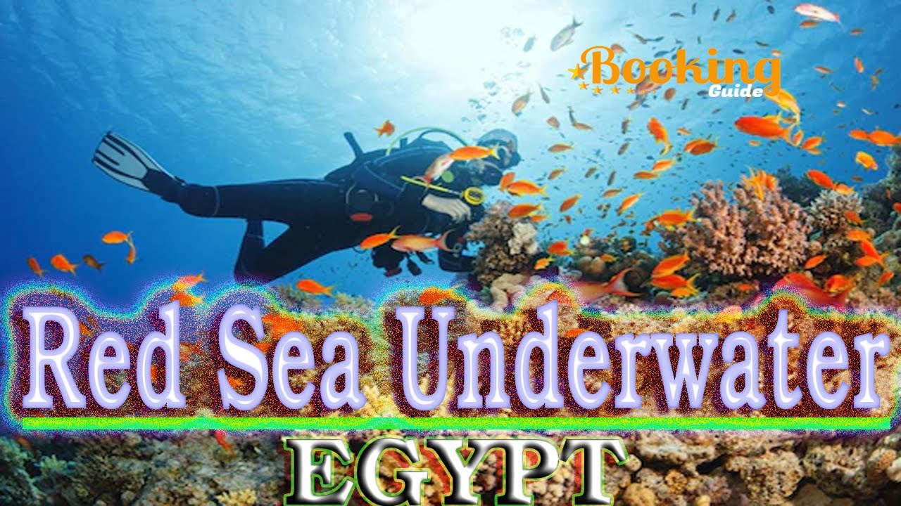 Red Sea Underwater | SCUBA Diving Egypt 4K video - YouTube