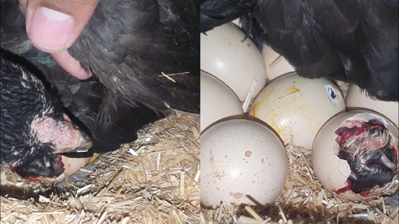 Finally eggs🥚are hatching🐣😍 - YouTube