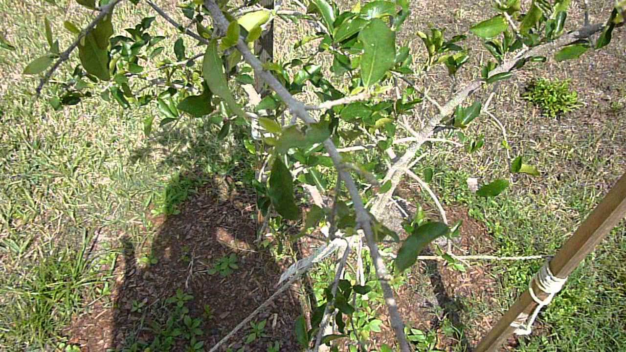 Tropical Fruit Trees - Barbados Cherry - Part 3 - YouTube