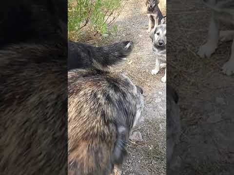 HAYKIRIŞIM TÜM HAYVAN SEVENLERE.