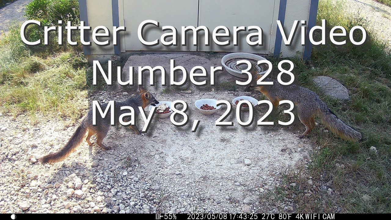 Critter Cam Video 328 May 8, 2023 in 4K #CritterCamera #TrailCamera ...
