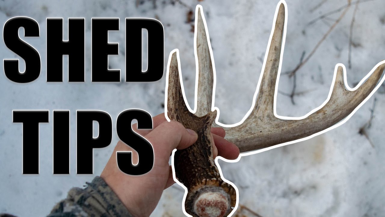 MASTER SHED HUNTING! | TIPS FOR FINDING MORE ANTLERS - YouTube