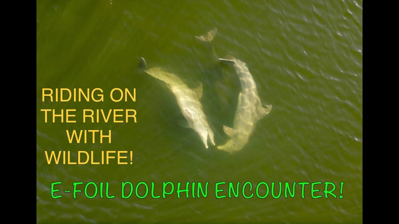 E FOIL DOLPHON ENCOUNTER - YouTube