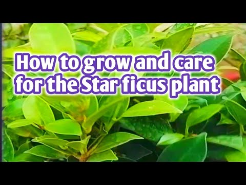 How to grow and care for the star ficus plant#starficusplant#gardening ...