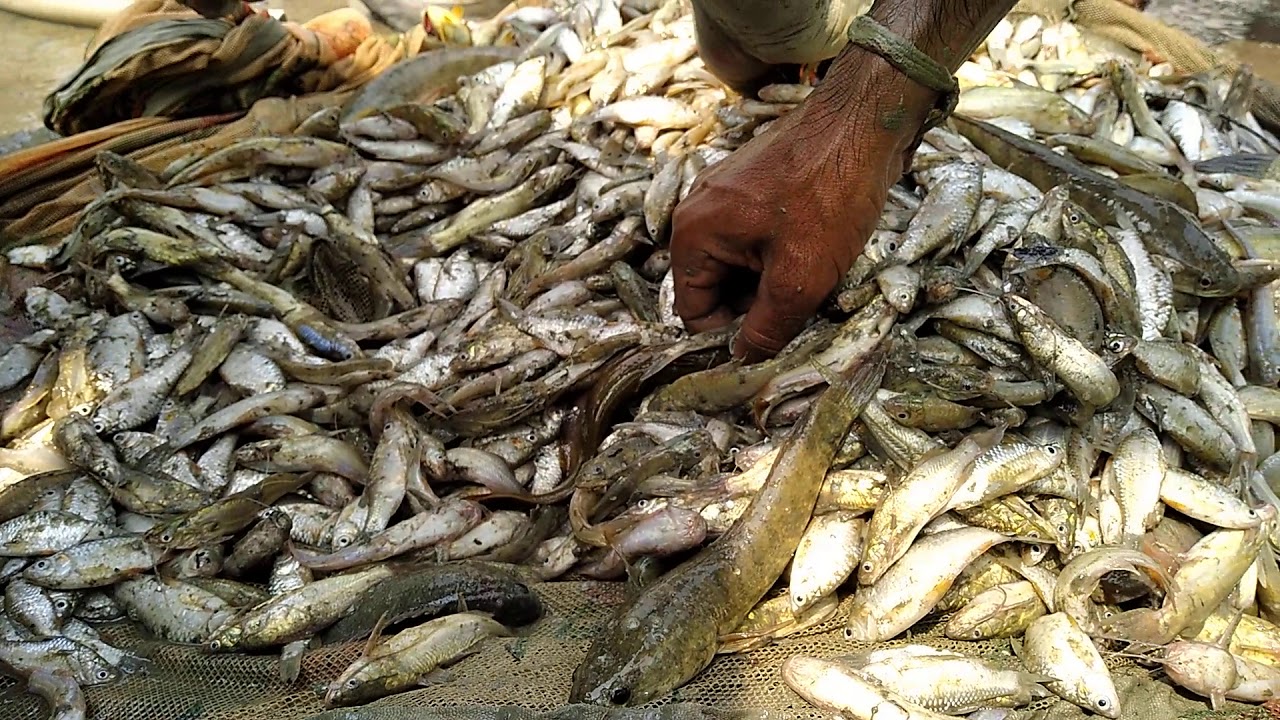 देसी मछलियां / desi fish in pond / harvesting🐬🐬🐟🐟 - YouTube