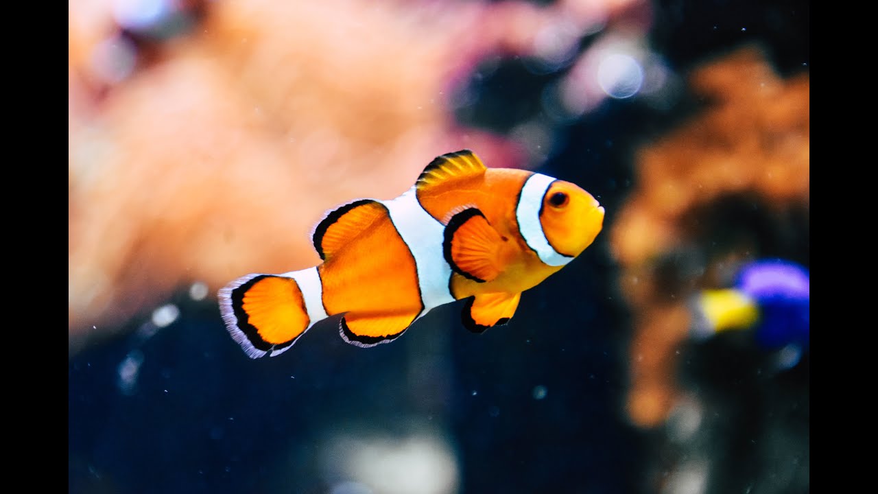 Beautiful Coral Reef Fish, Relaxing Ocean Fish, & Stunning Aquarium ...