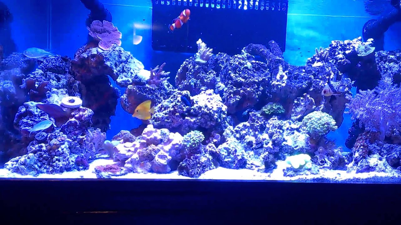 40 breeder reef with mp10 - YouTube