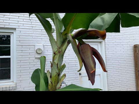 Double Mahoi Banana Plant Flower - YouTube