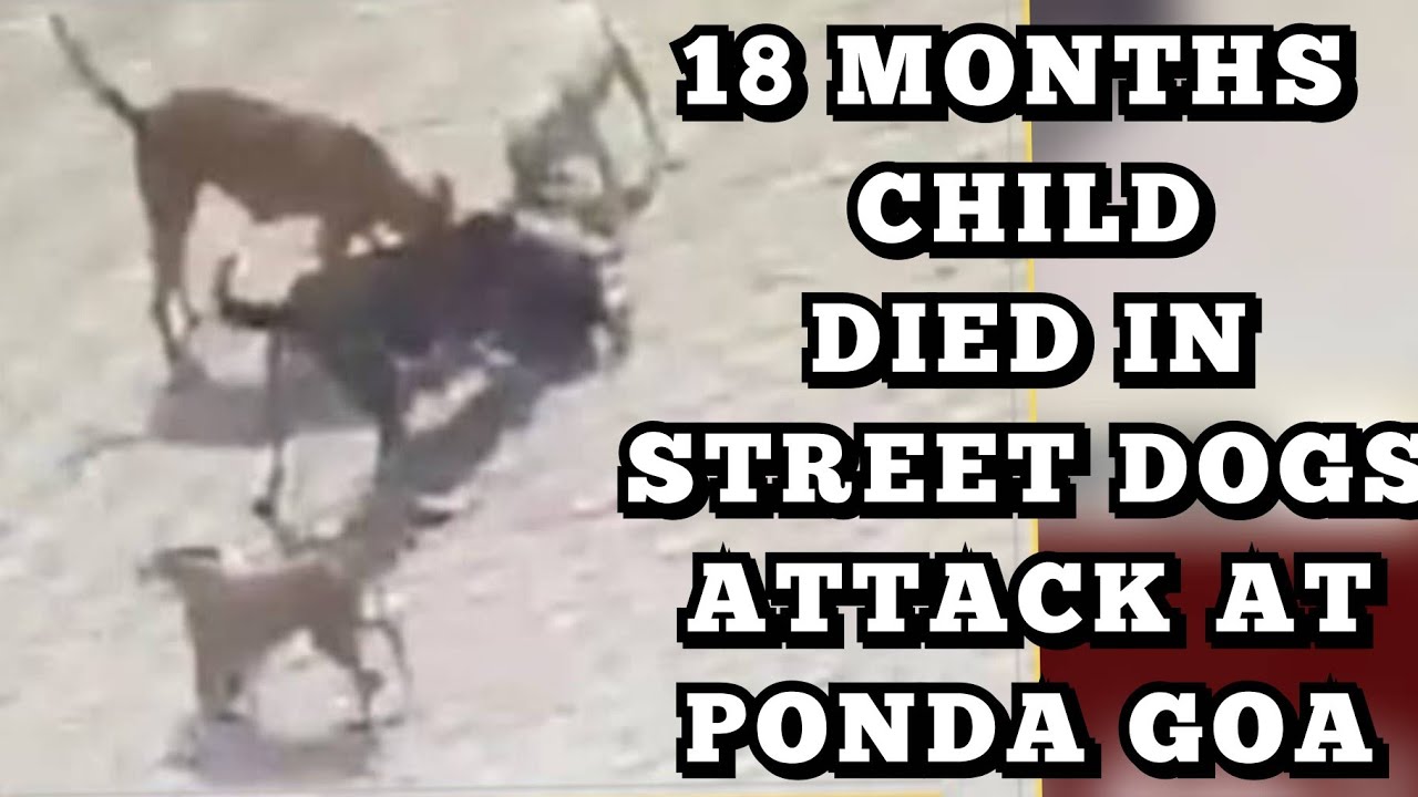 CHILD DIED IN STREET DOGS ATTACK AT PONDA GOA - YouTube