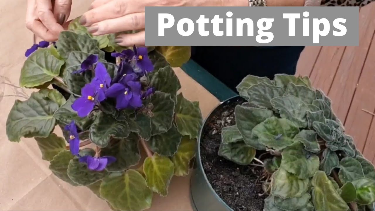 When, Why, How to Repot African Violets - YouTube