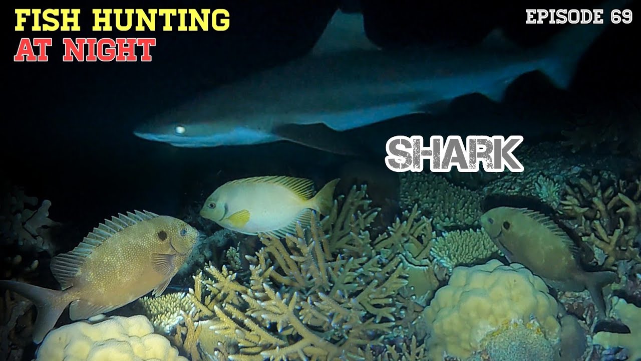 NIGHT SPEARFISHING EPISODE 69 | FISH HUNTING AT NIGHT - YouTube