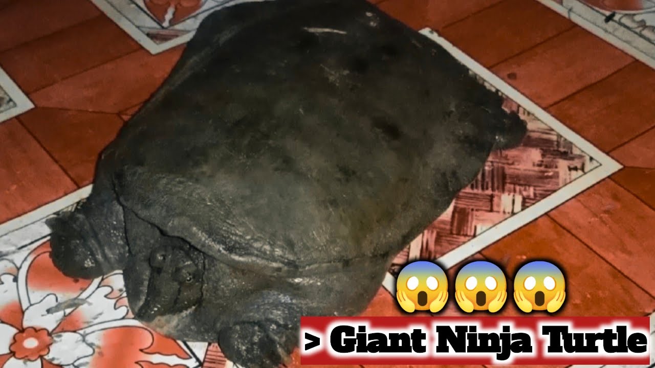 May nakita akong Chinese Softshell Turtle sa Daan. - YouTube