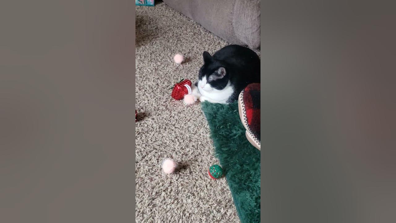 Throwback to Christmas when the cats got catnip and cat toys. #catnip #cattoys #catshorts - YouTube