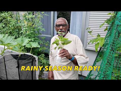 Fertilizing Success, Tomato & Cucumber Harvest & Avocado Ice Cream