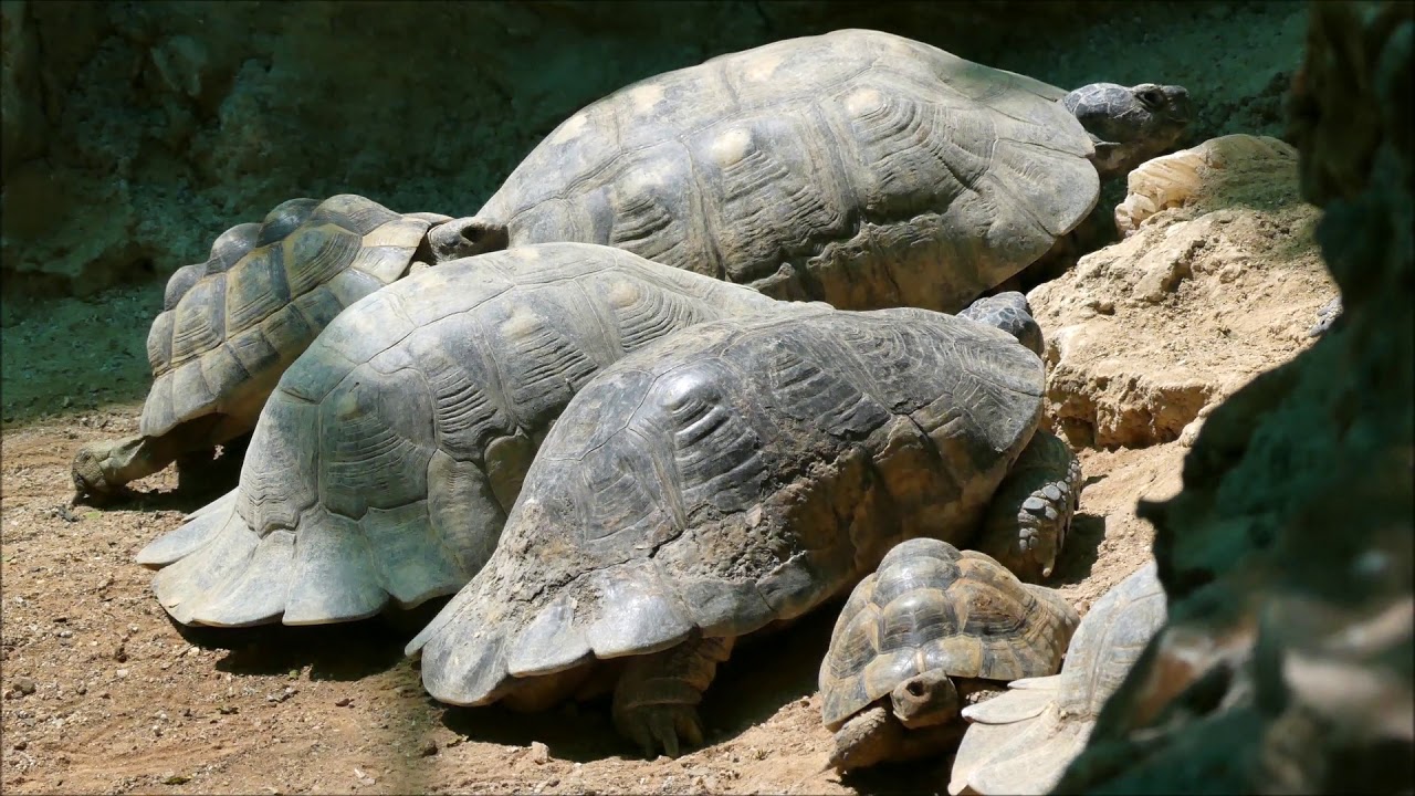 Amazonas Park Kreta - YouTube