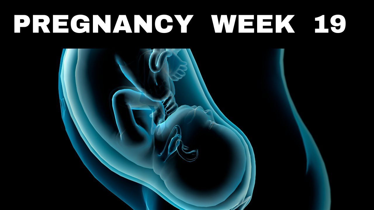 Pregnancy Week 19 : What’s Happening Inside You? - YouTube