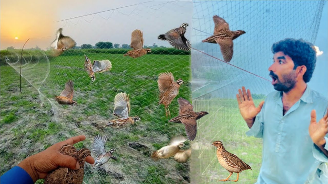 Batair Hunting In Pakistan | Quail Hunting - YouTube
