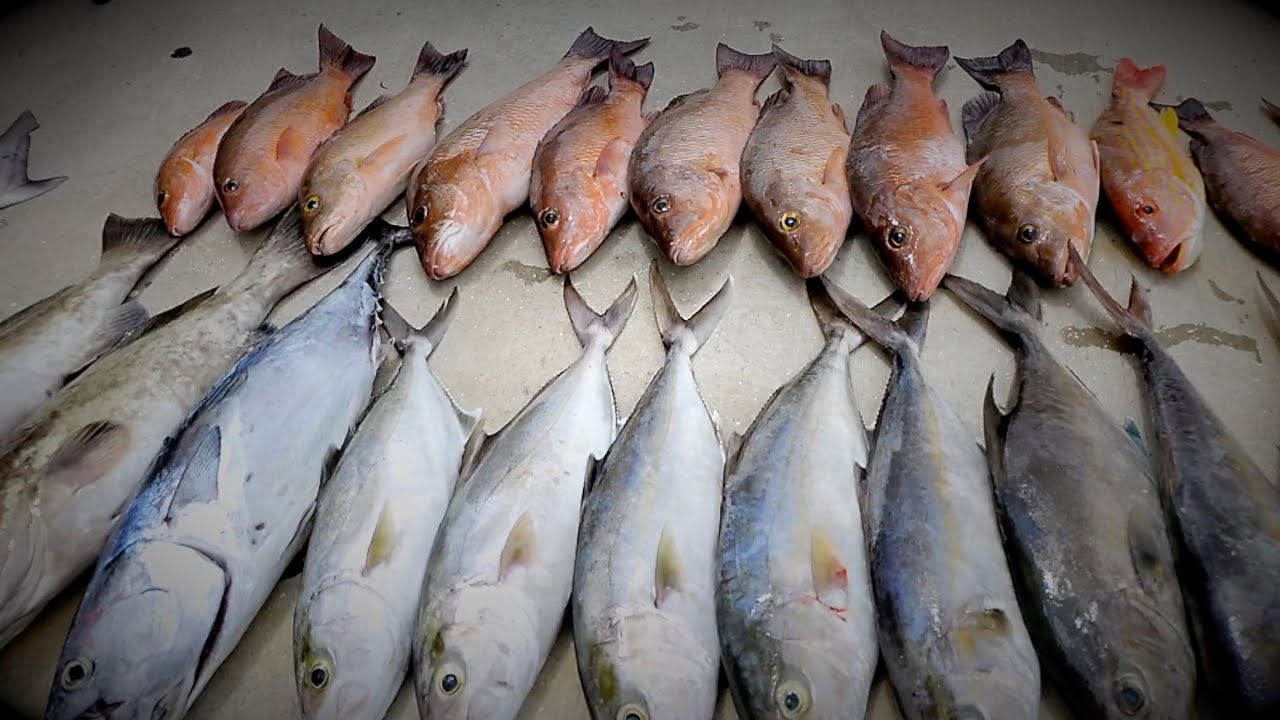 PESCA DE CUBERETA Y AGUAJISE - MANGROVE SNAPPER EL PURO CHANNEL - YouTube