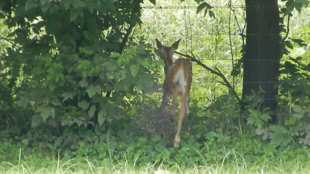 baby deer can't jump over this fence so she must squeeze thru - YouTube