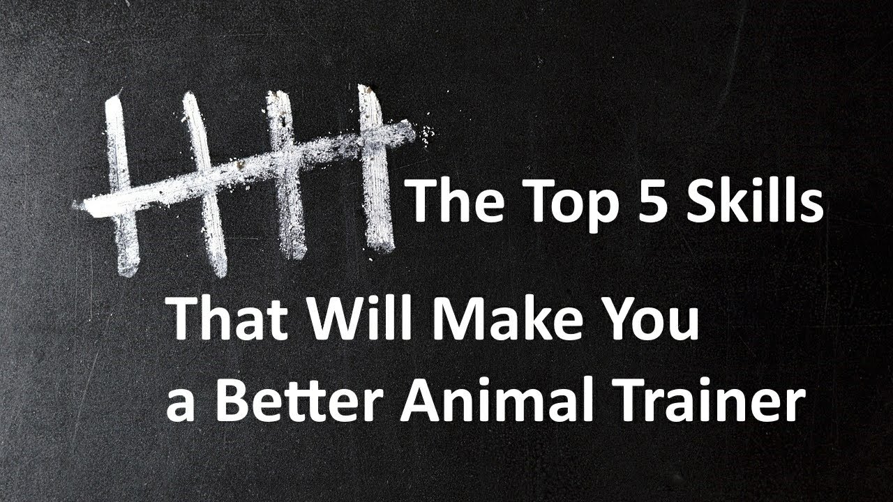 The Top 5 Skills That Will Make You A Better Animal Trainer YouTube the-top-5-skills-that-will-make-you-a-better-animal-trainer-youtube