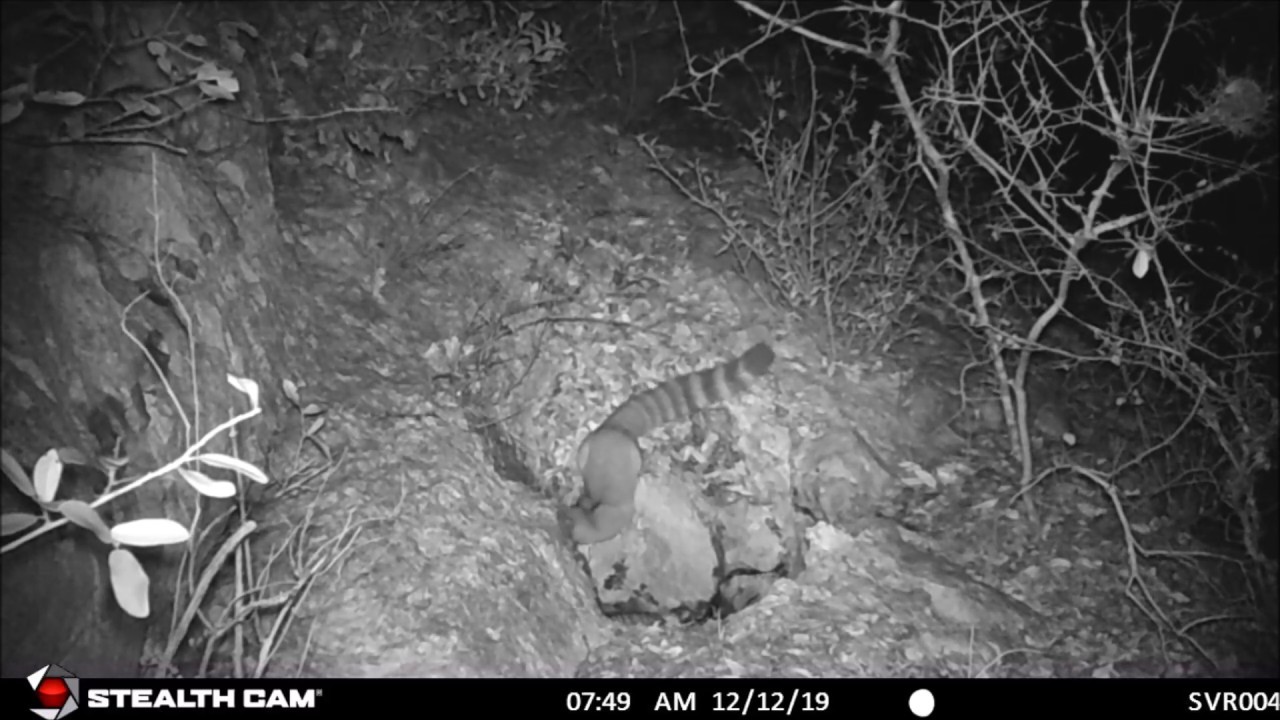 Ringtail Den - week 2 - YouTube