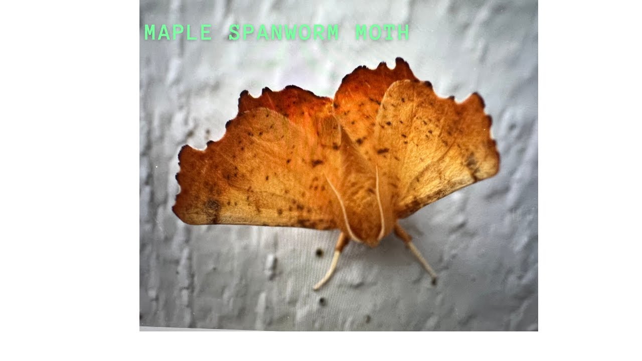 The Maple Spanworm moth - YouTube