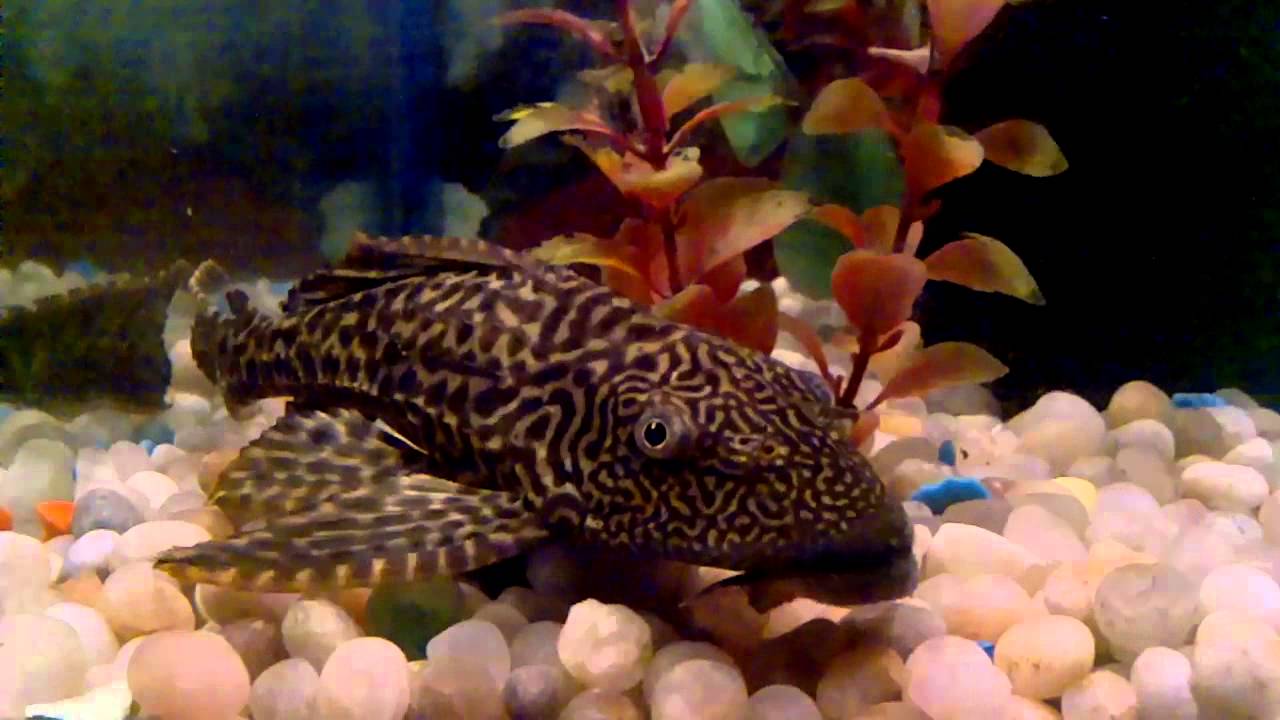 Giant fins , big fresh water crocodile fish . - YouTube
