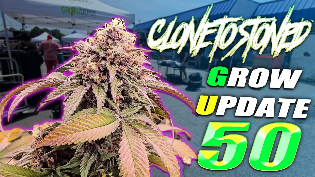 GROW UPDATE 50 - CLONED TO STONED TIKI MADMAN x SOLFIRE GARDENS RASBERRY COLLAB - YouTube