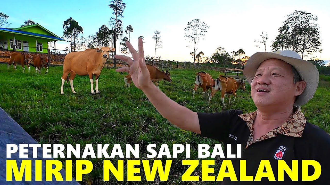 PETERNAKAN SAPI BALI MODERN & BERSIH, NEW ZEALAND-NYA KALIMANTAN ...