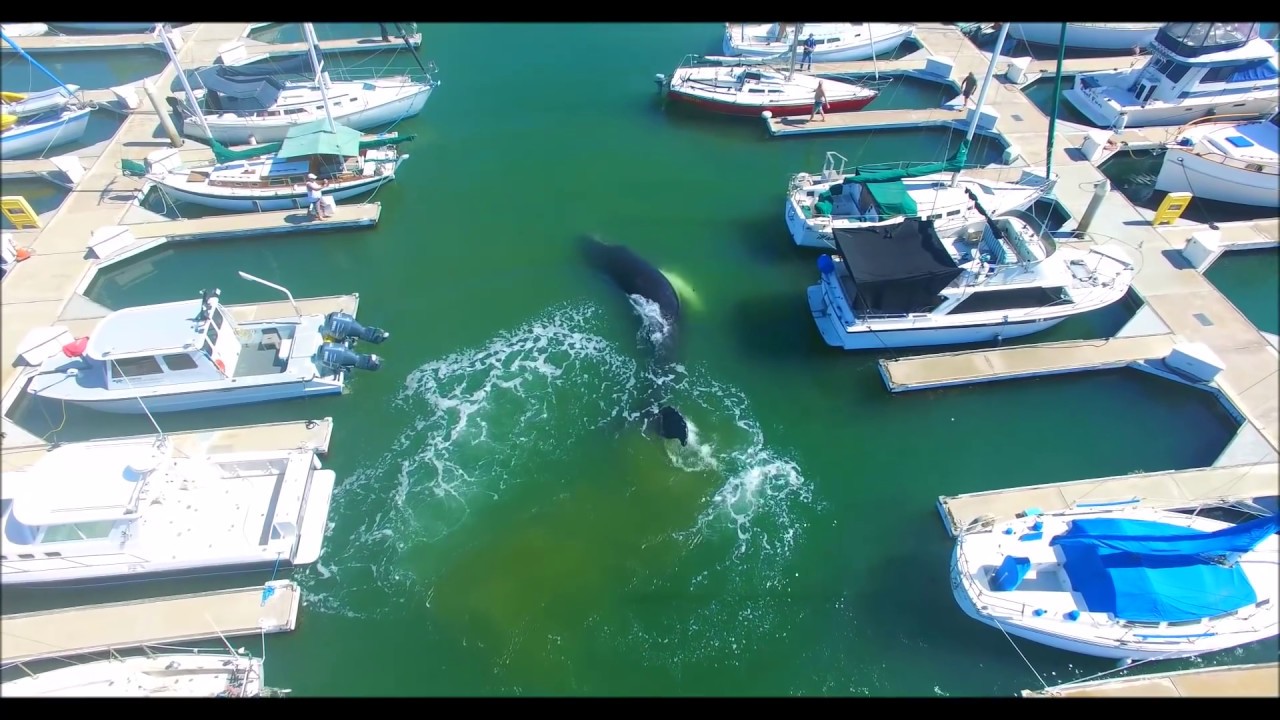 AERIALS Large HUMPBACK WHALE Confused or Lost In Ventura Marina 4K ...