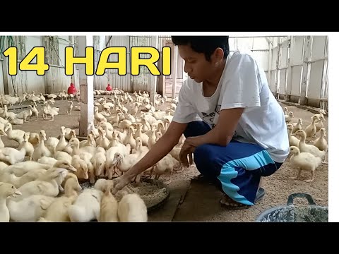 Pemeliharaan Bebek Pedaging Umur 14 Hari agar cepat gemuk
