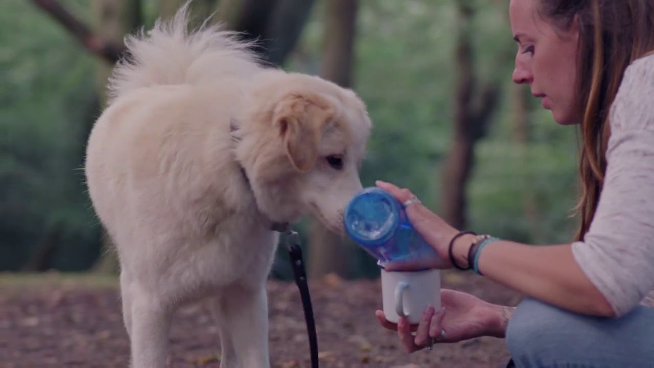 The story of the friendship between a Spiti stray dog and a Dutch girl ...