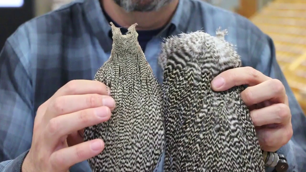 Blue Ribbon Flies on Collins Hackle - YouTube