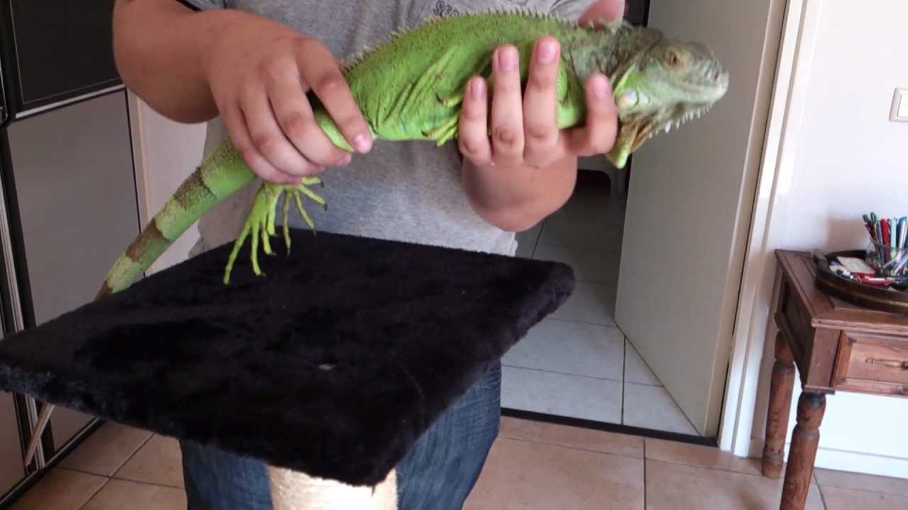 Hoe hanteer en fixeer je een leguaan? Uitleg filmpje. - YouTube
