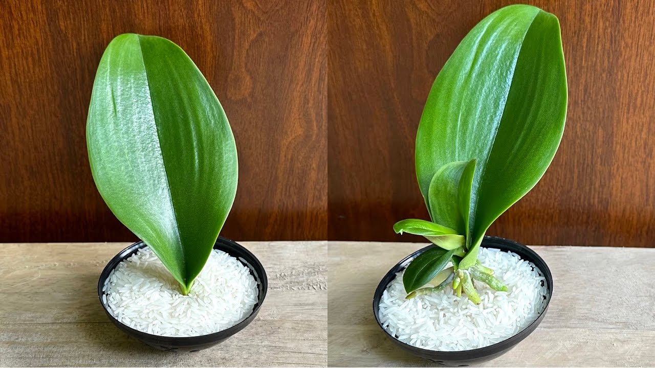 Chỉ Cần Gạo! Lá Phong Lan lập tức mọc rễ từ gốc và Nở hoa quanh năm ...