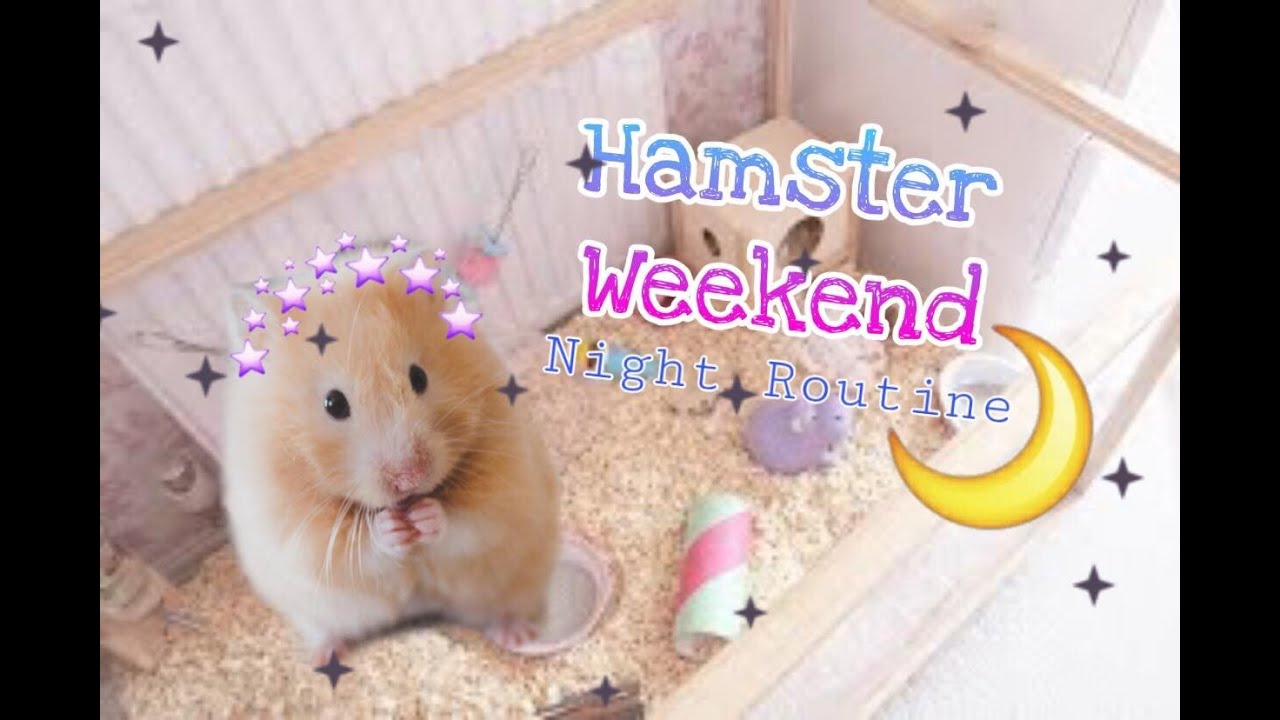 Hamster Weekend Night Routine🌙 - YouTube