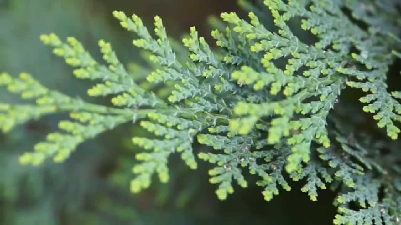 Konifere HD Relax - YouTube