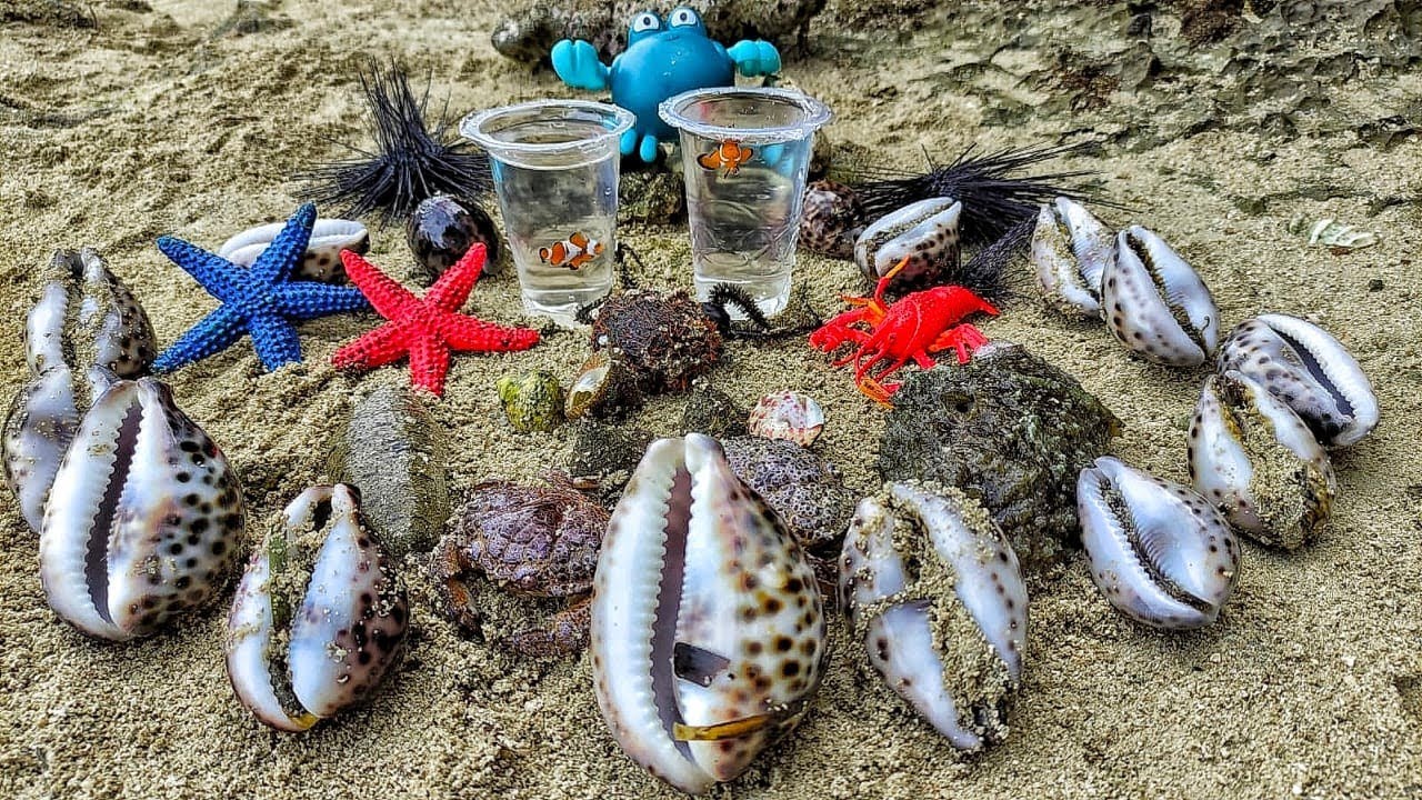 Seru!! Menemukan kelomang Besar Bintang laut Keong Ikan Nemo Teripang ...