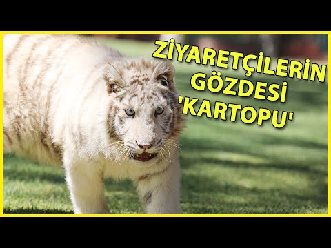 Beyaz Kaplan 'Kartopu', Bayram Ziyaretçilerinin Gözdesi