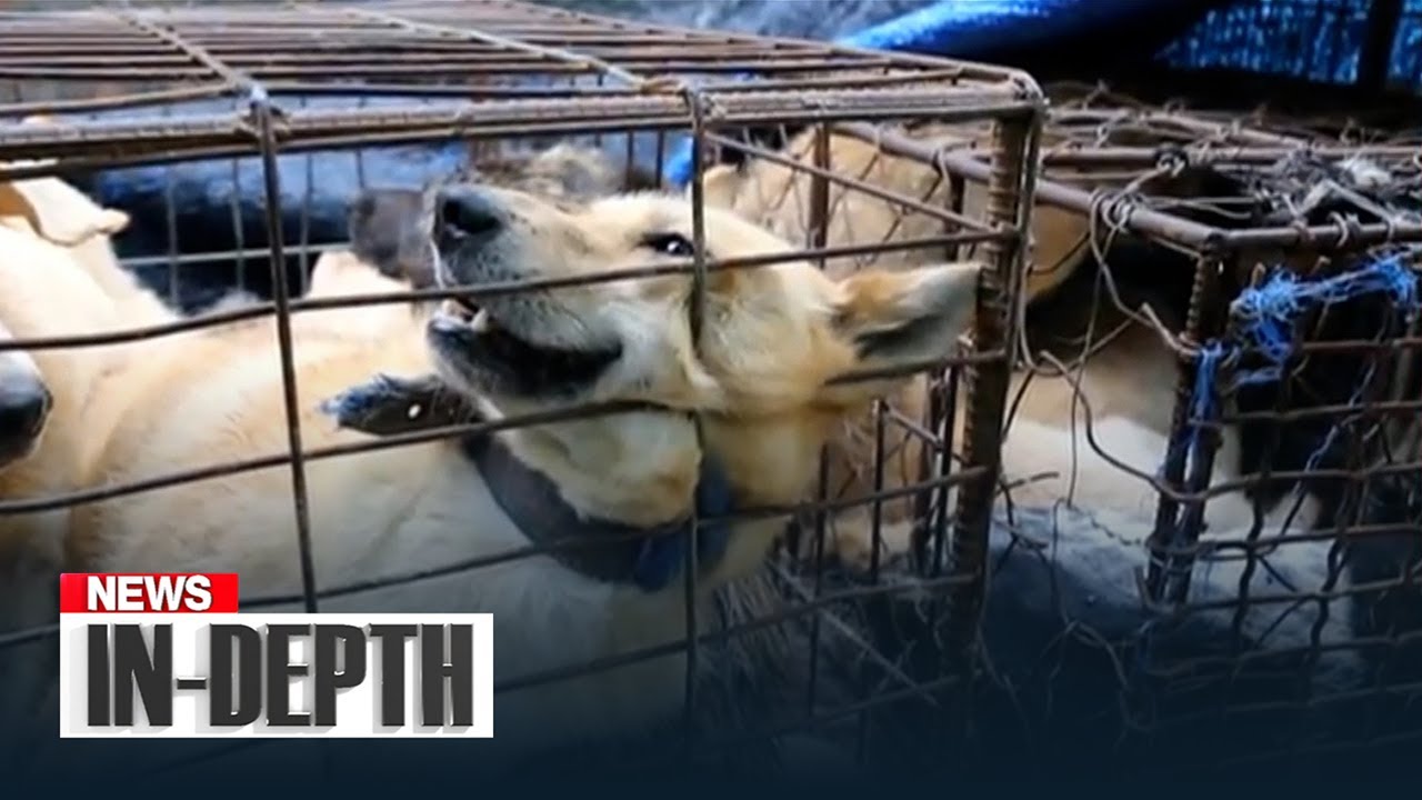 [NEWS IN-DEPTH] Eating dog meat... South Korea's unsolved question ...