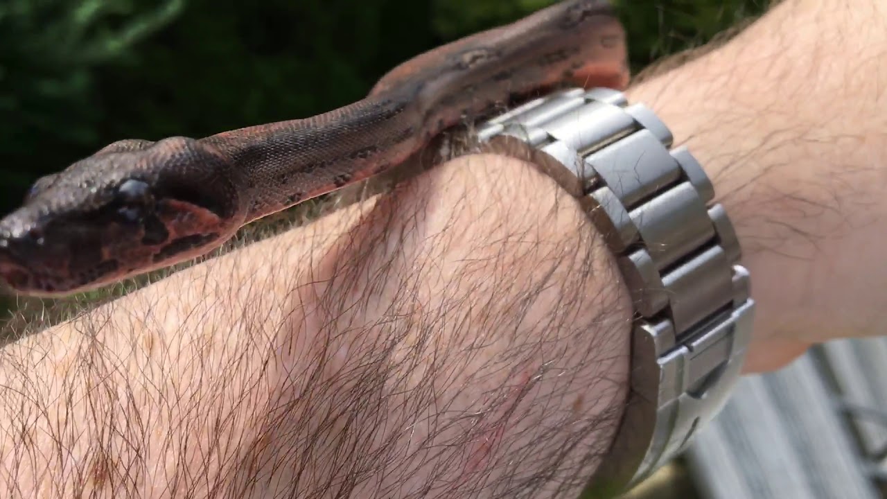 Leopard Baby Boa & The Difference Between Eclipse and Leopard Boas ...