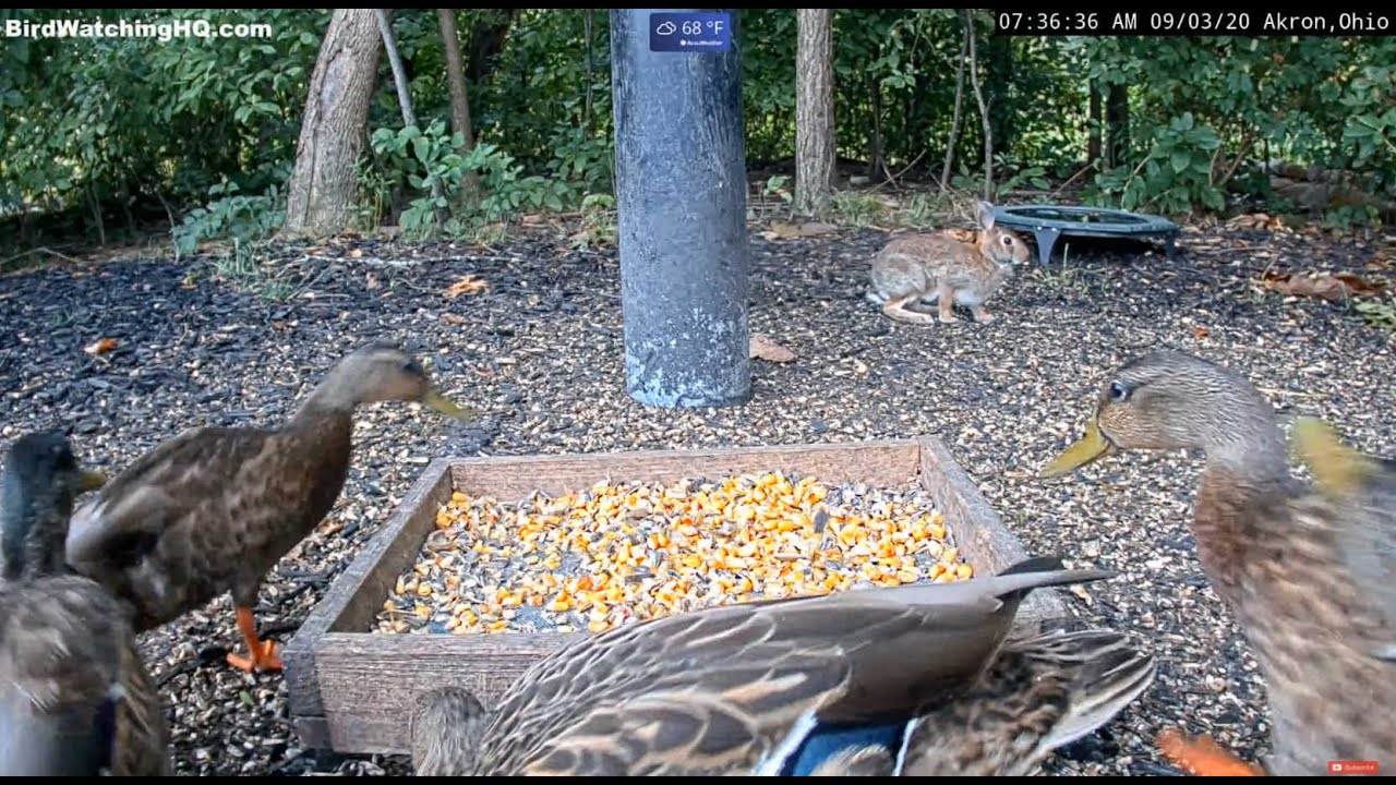 Bunny vs Duck Invasion at BWHQ - YouTube