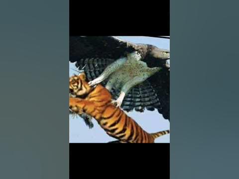 Tiger vs Eagle Hunting #status #nature - YouTube