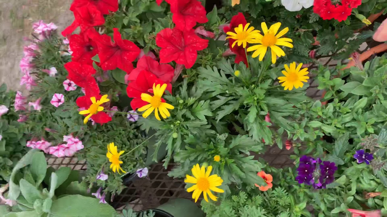 Sample Flora Express 2/4/2020 - YouTube