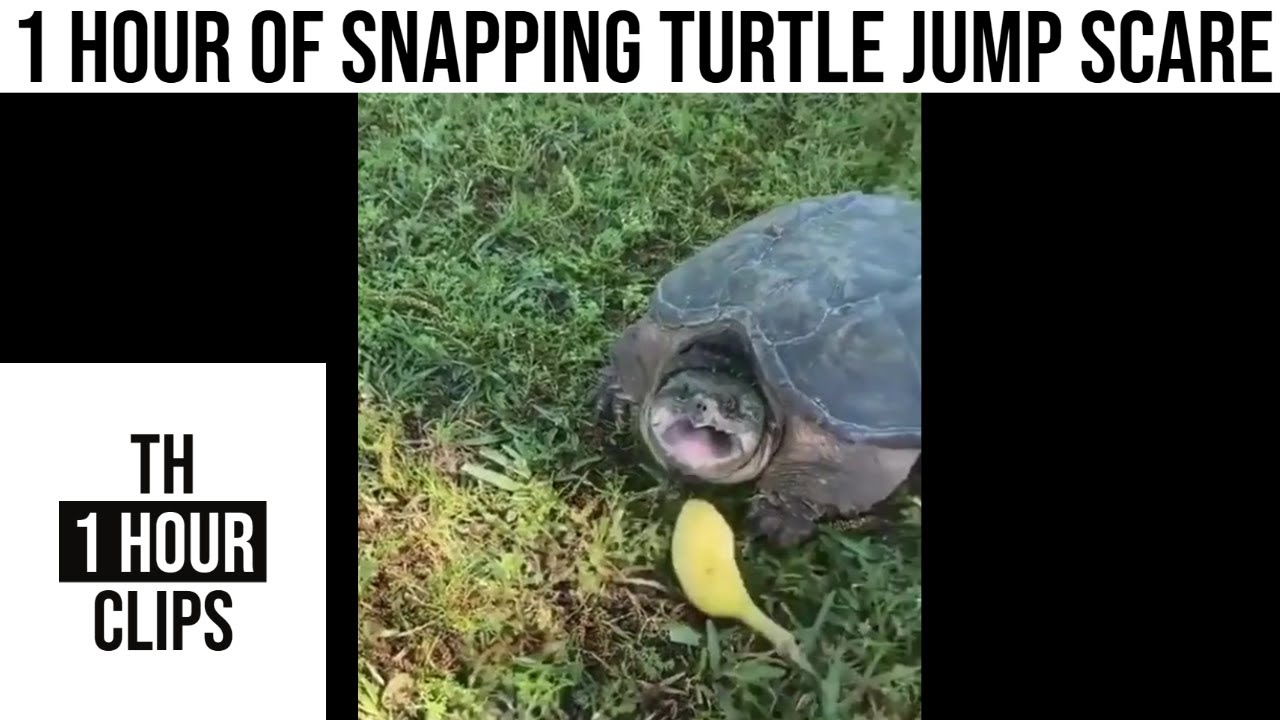 1 hour of snapping turtle jump scare - YouTube
