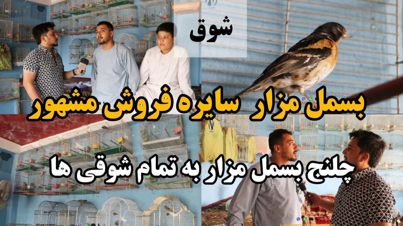 شوق | بسمل مشهور ترین سایره باز در مزار - Besmal Mazar is the most ...
