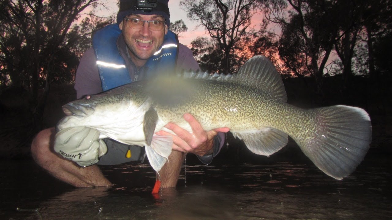 Murray Cod on Surface 81cm - YouTube