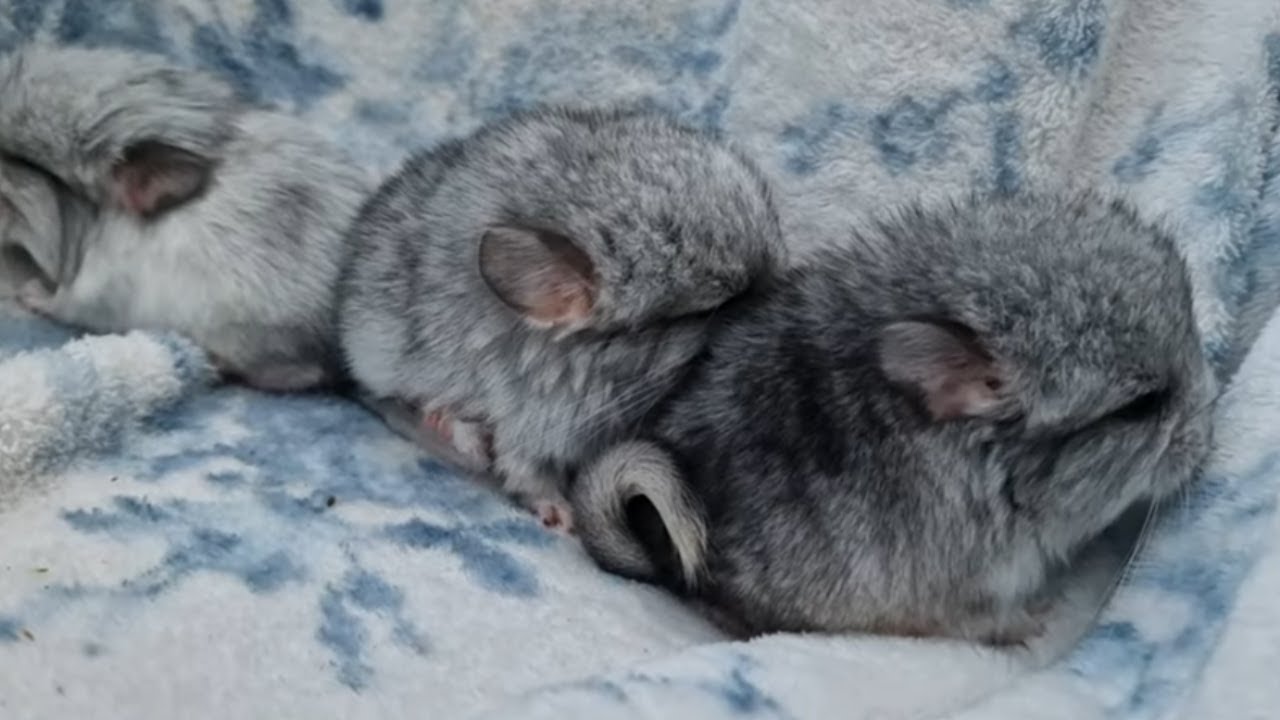 The cutest baby chinchillas on the internet! - YouTube
